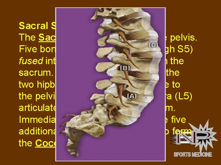 SKELETAL SYSTEM The bodily system that consists of