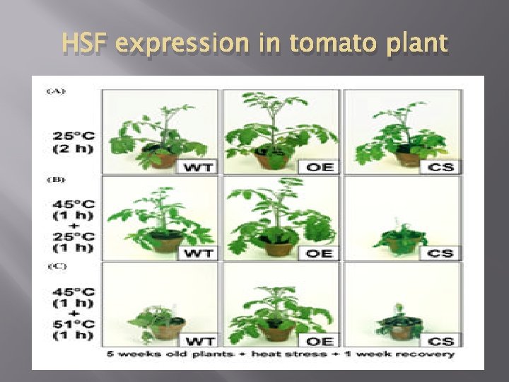 HEAT STRESS RESPONSE AND HEATSHOCK PROTEIN IN PLANTS