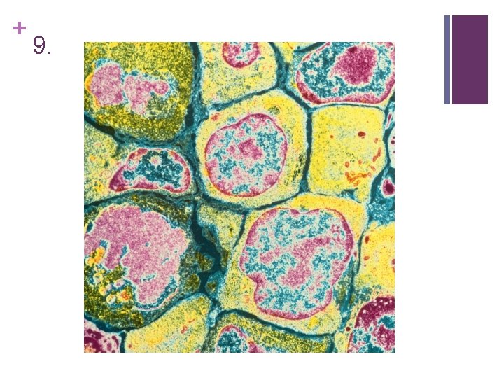 UNIT 2 MICROSCOPES AND THE CELL THEORY SB