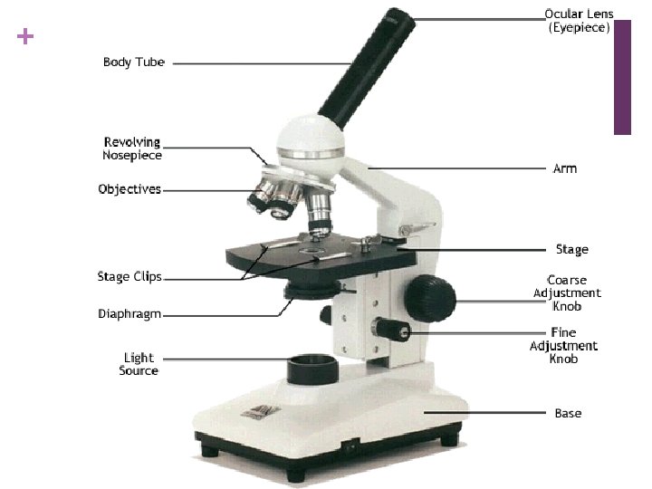 UNIT 2 MICROSCOPES AND THE CELL THEORY SB