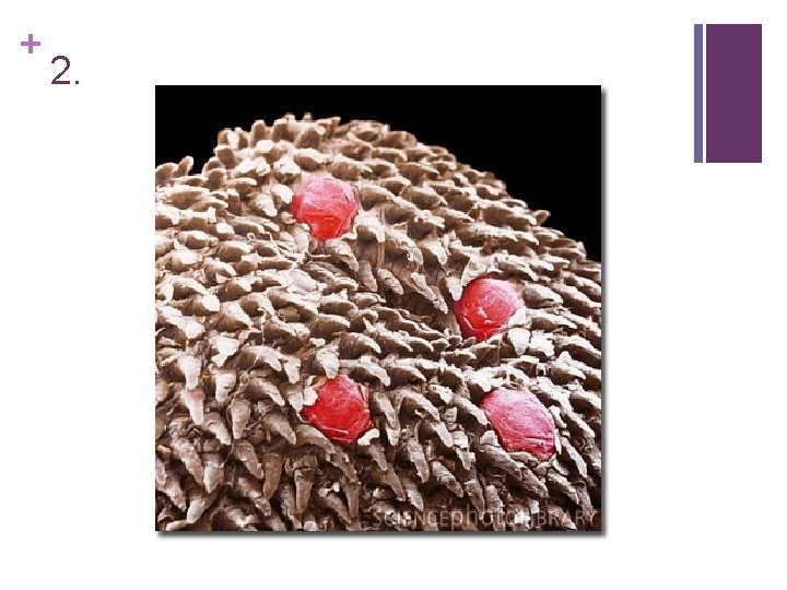 UNIT 2 MICROSCOPES AND THE CELL THEORY SB