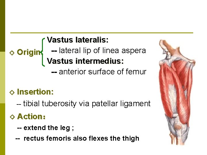 The muscles of limbs The muscles of upper