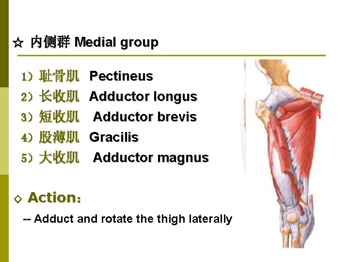 The muscles of limbs The muscles of upper