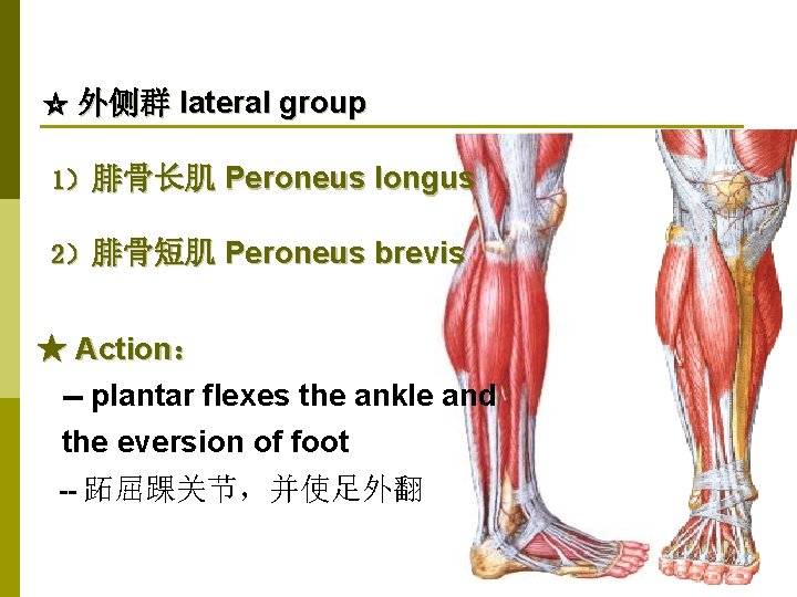 The muscles of limbs The muscles of upper