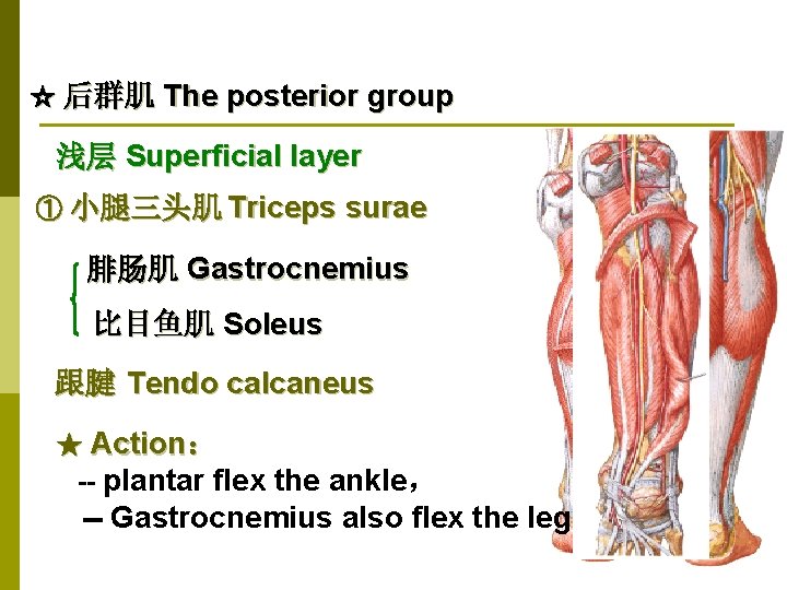 The muscles of limbs The muscles of upper
