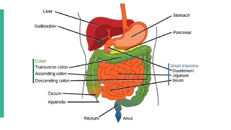 48 2 Digestive System Unit 2 Nutrients Digestive
