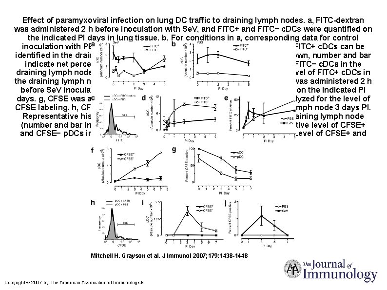 Effect of paramyxoviral infection on lung DC traffic