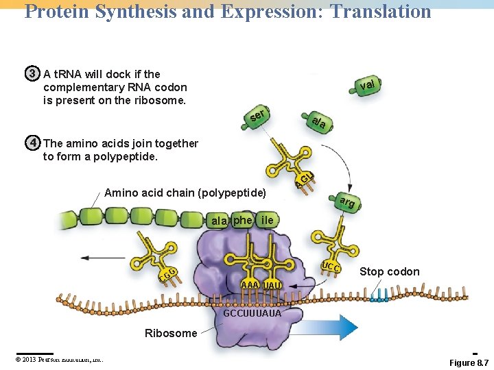 Chapter 7 Genetically Modified Organisms Gene Expression Mutation