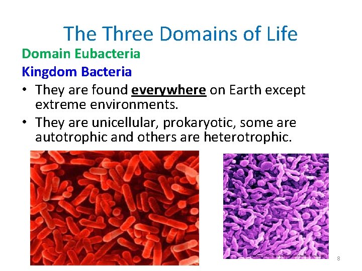 The Three Domains All organisms belong to one