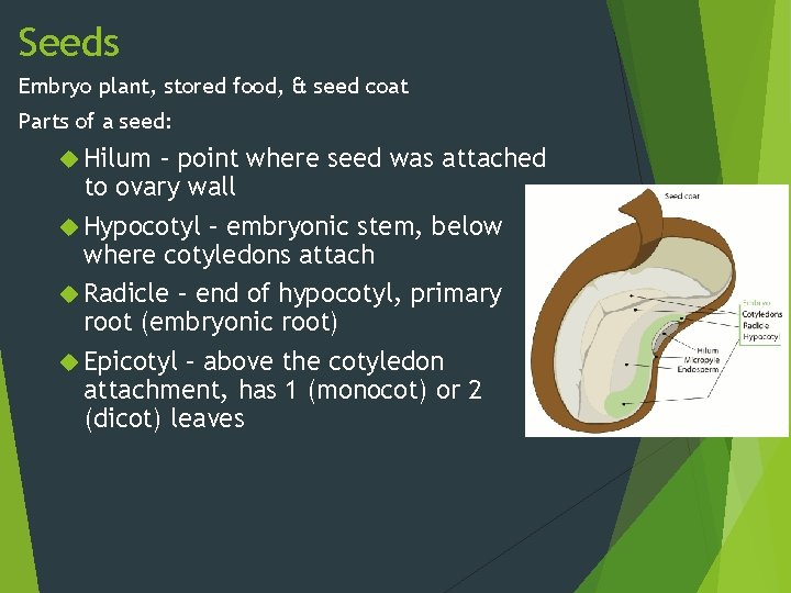 14 B2 Sexual Reproduction in Plants Produces new