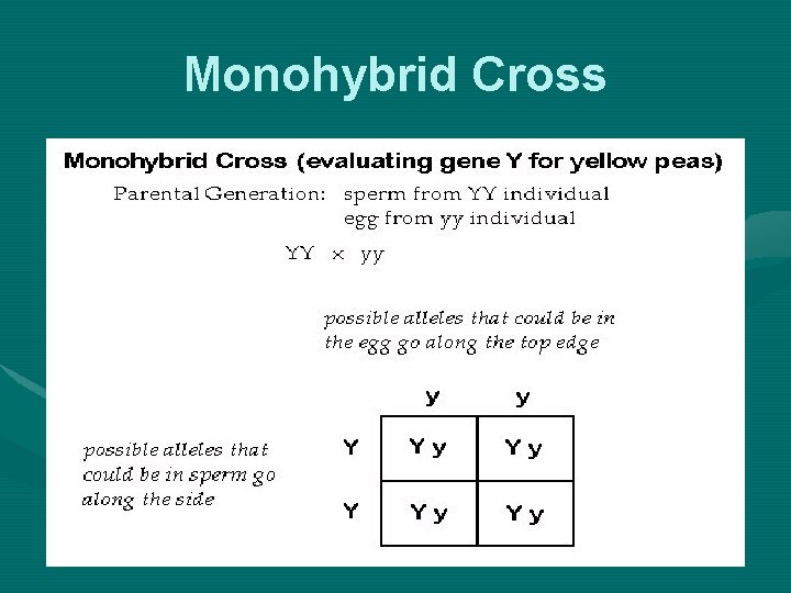 10 2 Mendelian Genetics Genetics The science of