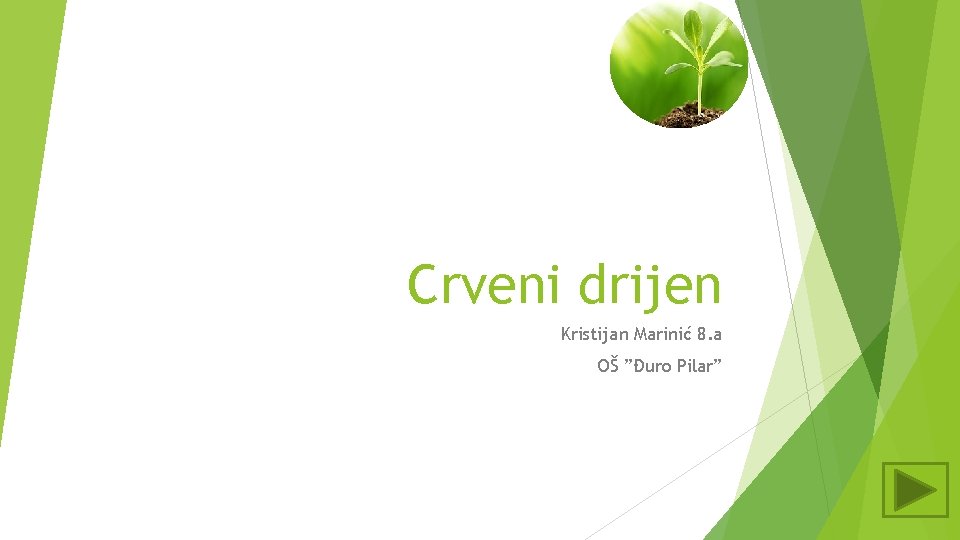 Crveni drijen Kristijan Marini 8 a O uro