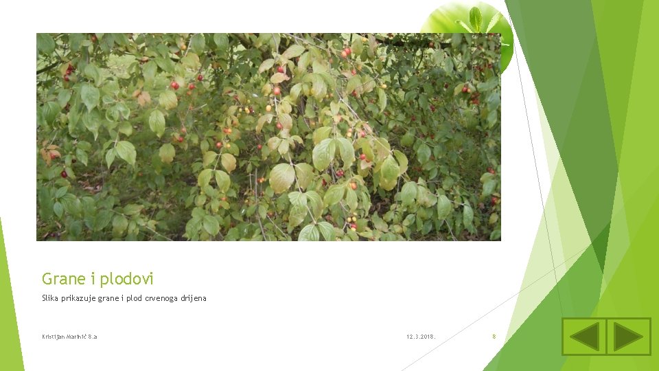 Crveni drijen Kristijan Marini 8 a O uro