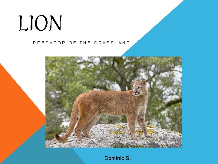 LION PREDATOR OF THE GRASSLAND Dominic S INTRODUCTION