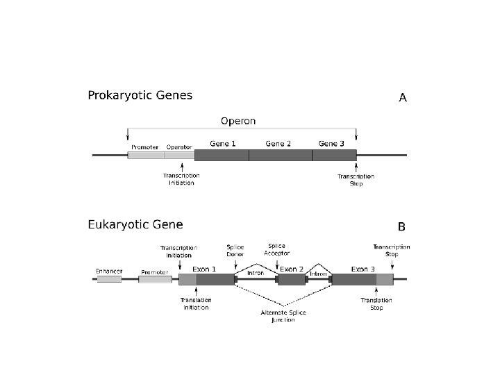 CSE 182 Project February 22 Scenedesmus dimorphous Sapphire