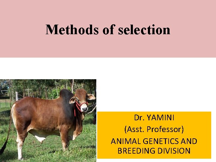 Methods of selection Dr YAMINI Asst Professor ANIMAL