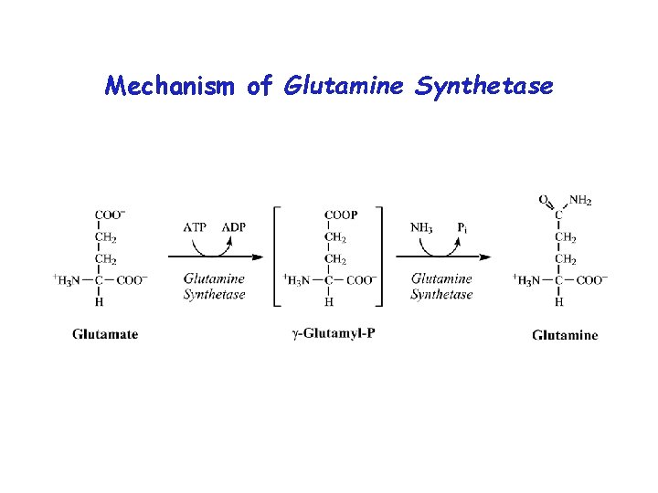 Amino Acid Biosynthesis Introduction Essential and Nonessential Amino