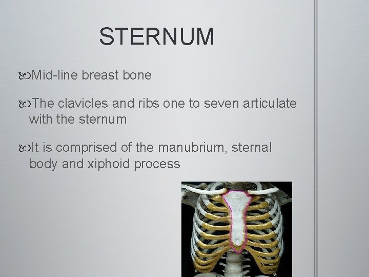 AXIAL SKELETON Skull Sternum Ribs Vertebral column AXIAL