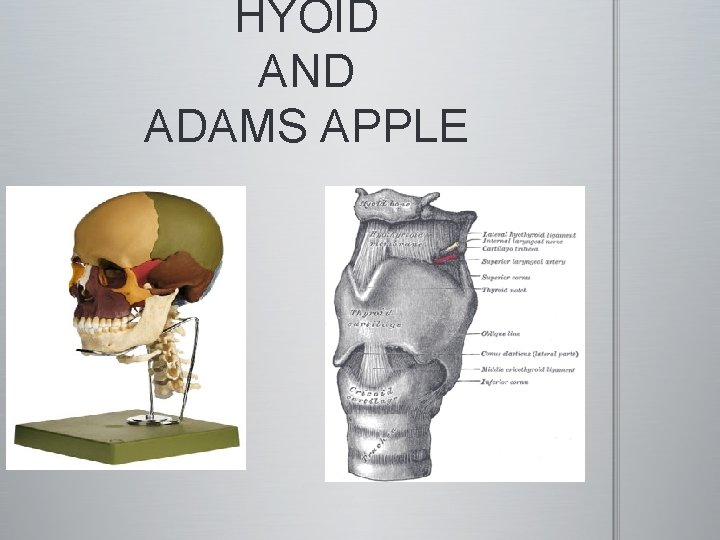 AXIAL SKELETON Skull Sternum Ribs Vertebral column AXIAL