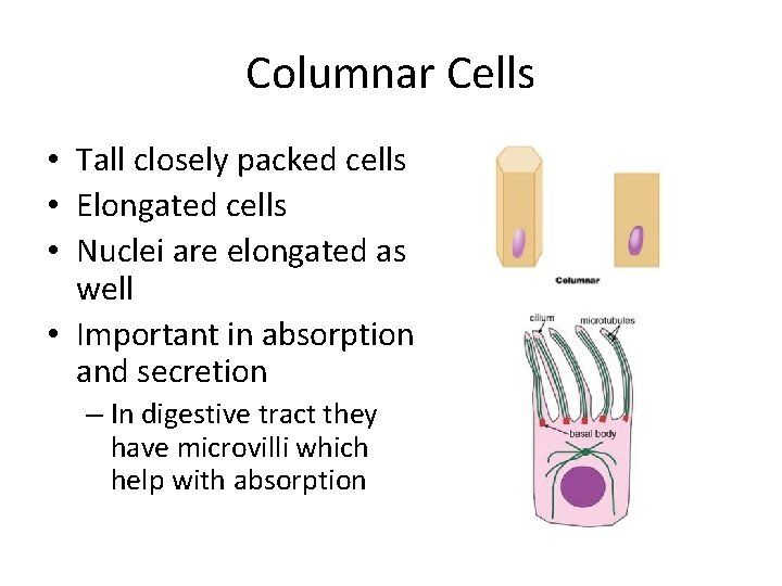 Anatomy and Physiology Epithelial cells Cells that make