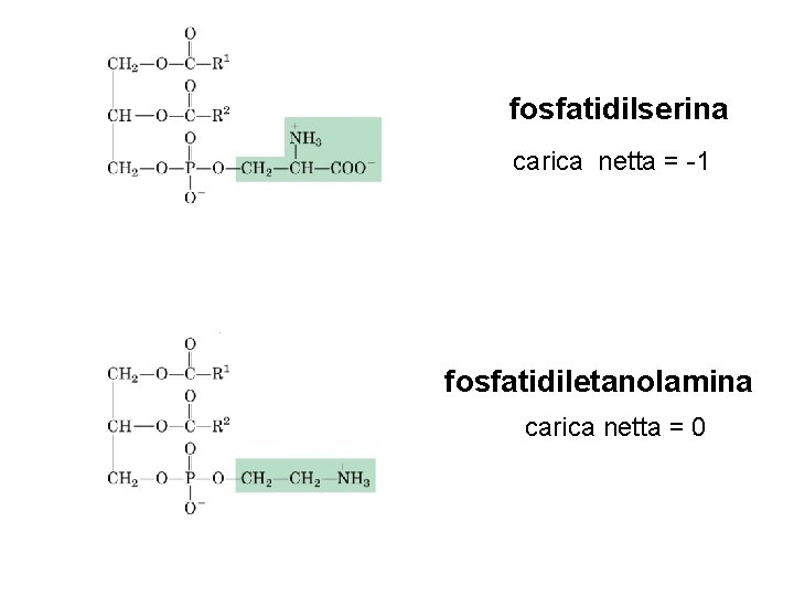 Struttura dei Lipidi fosfolipidi cerebrosidi gangliosidi isoprene ...