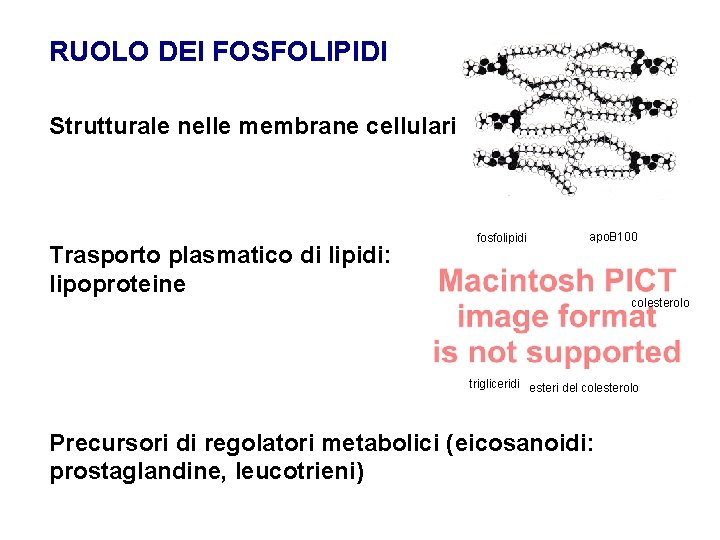 Struttura dei Lipidi fosfolipidi cerebrosidi gangliosidi isoprene ...