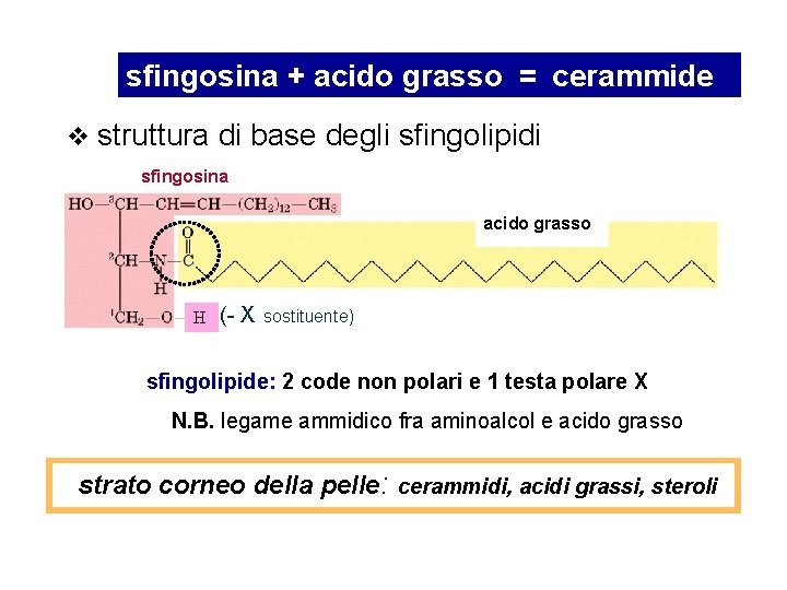 Struttura dei Lipidi fosfolipidi cerebrosidi gangliosidi isoprene ...