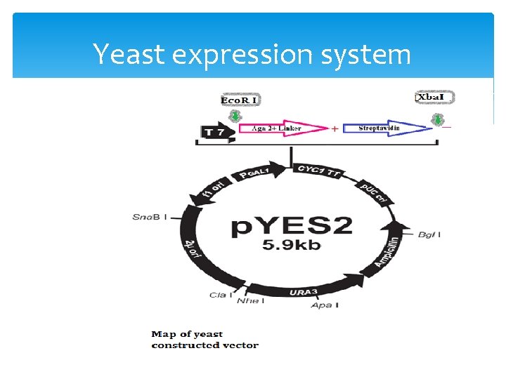 Detection of Carcinoembryonic antigen with sandwichbiosensor Alexander Pak