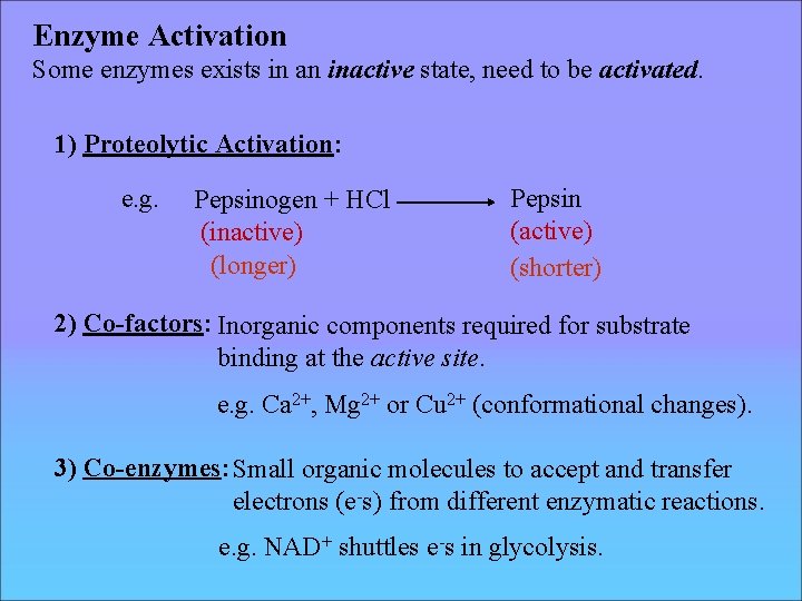 Enzymes are Proteins that act as Biological Catalyst