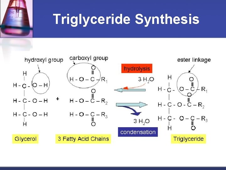 Macromolecules Lipids IBBiology Topic 2 3 Meat Alternatives
