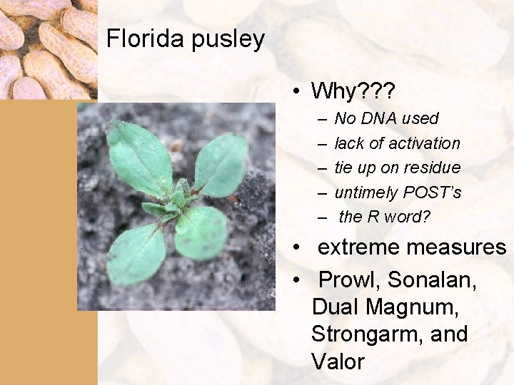 A Look Back at the 2003 Weed Control