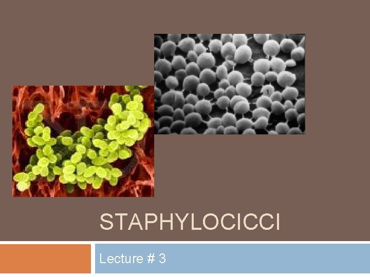 STAPHYLOCICCI Lecture 3 Staphylococcus sp Morphology Gram positive