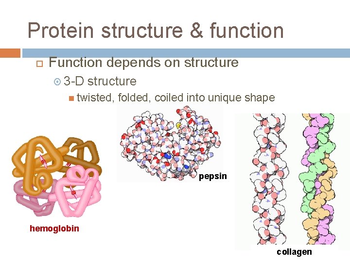 Proteins Structurally functionally diverse group of biomolecules Function