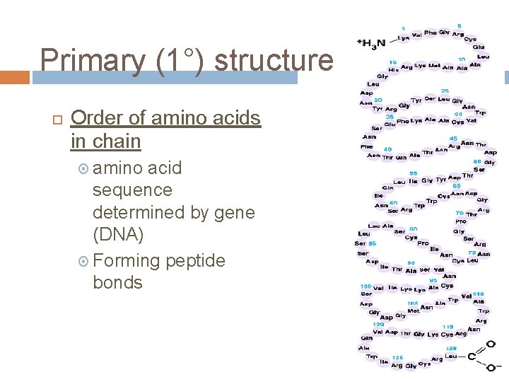Proteins Structurally functionally diverse group of biomolecules Function