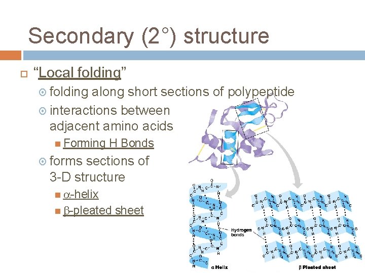 Proteins Structurally functionally diverse group of biomolecules Function