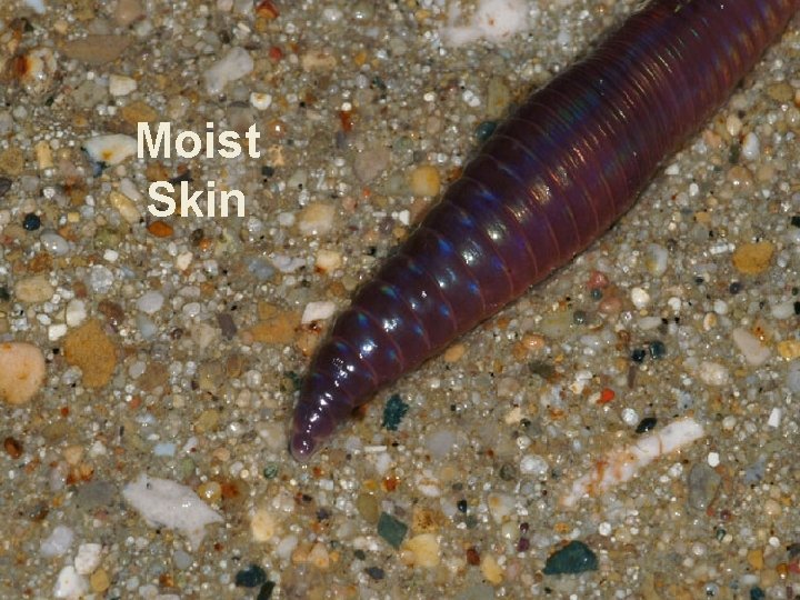 Invertebrate Animals What Characteristics Define the Animal Kingdom