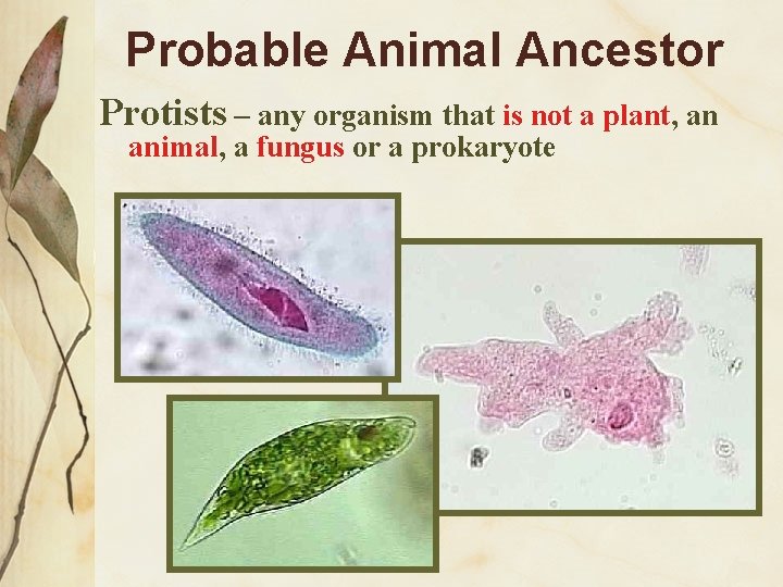 Invertebrate Animals What Characteristics Define the Animal Kingdom