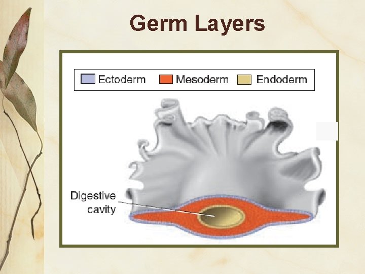 Invertebrate Animals What Characteristics Define the Animal Kingdom