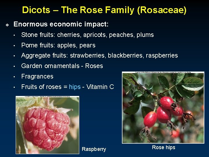 Chapter 24 Lecture Outline Flowering Plants and Civilization