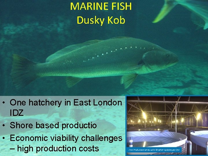 South African Aquaculture Status Peter Britz Chair Aquaculture