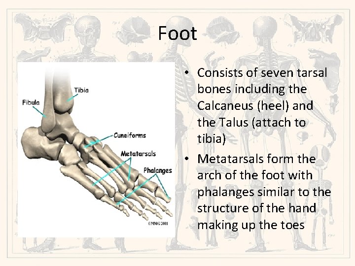 Skeletal System IB Sport Exercise and Health Science