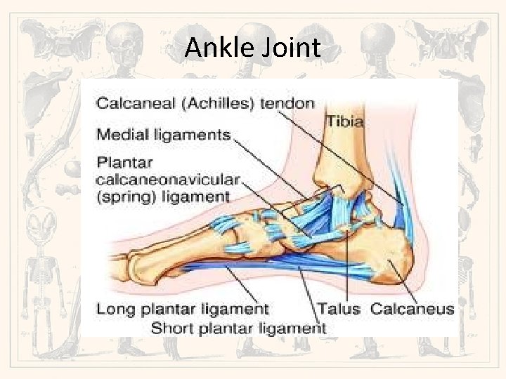 Skeletal System IB Sport Exercise and Health Science