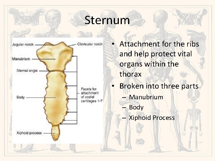 Skeletal System IB Sport Exercise and Health Science