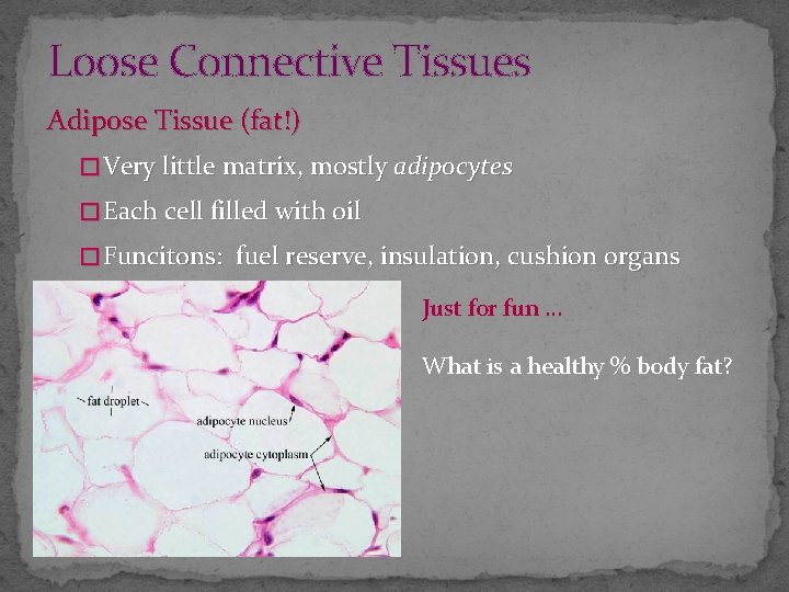 Tissues part II September 11 2018 Connective Tissues