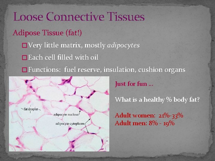 Tissues part II September 11 2018 Connective Tissues