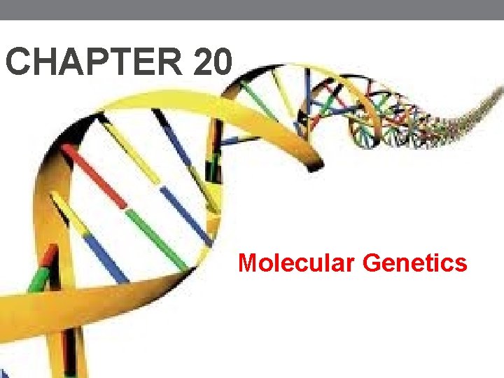 CHAPTER 20 Molecular Genetics PART 1 DNA STRUCTURE