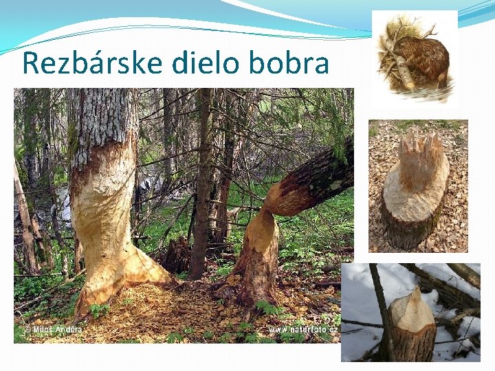 VODN CICAVCE Biolgia 5 ronk Ing Andrea Trojkov