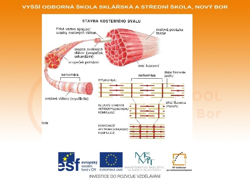 Stavba a funkce sval VY32 INOVACEBIO312 AUTOR Ing