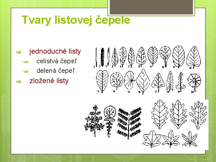 LIST Mgr Barbora Durainsk kolite doc RNDr Katarna