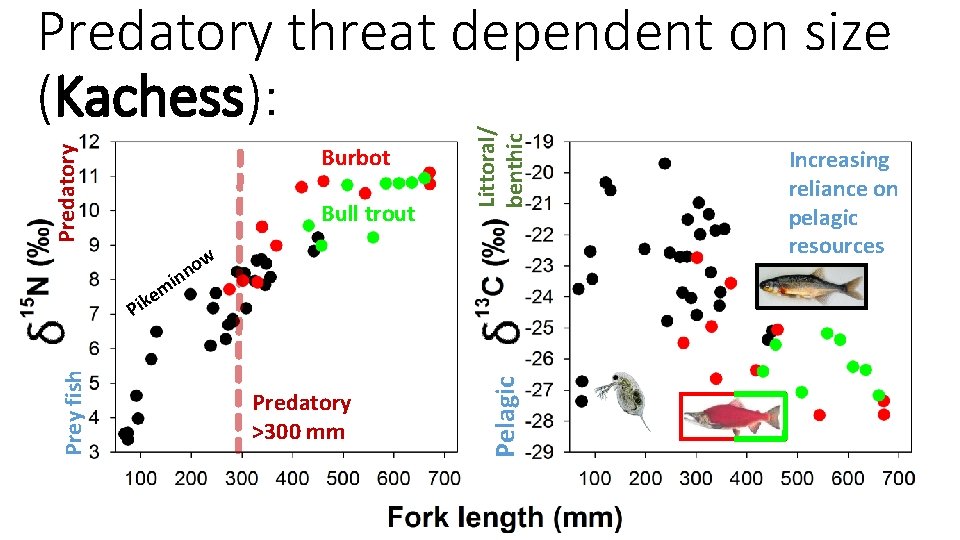 Food web structure of Kachess and Keechelus Reservoirs